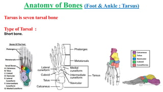 Anatomy (anatomy of bone, joint and muscles of lower limb) | PDF