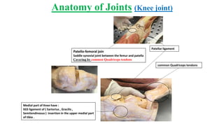 Anatomy (anatomy of bone, joint and muscles of lower limb) | PDF