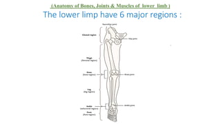 Anatomy (anatomy of bone, joint and muscles of lower limb) | PDF
