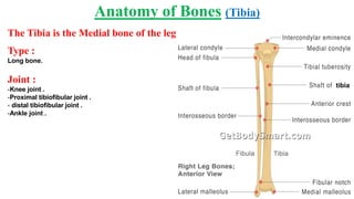 Anatomy (anatomy of bone, joint and muscles of lower limb) | PDF