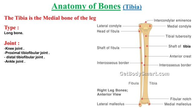 Anatomy (anatomy of bone, joint and muscles of lower limb) | PDF