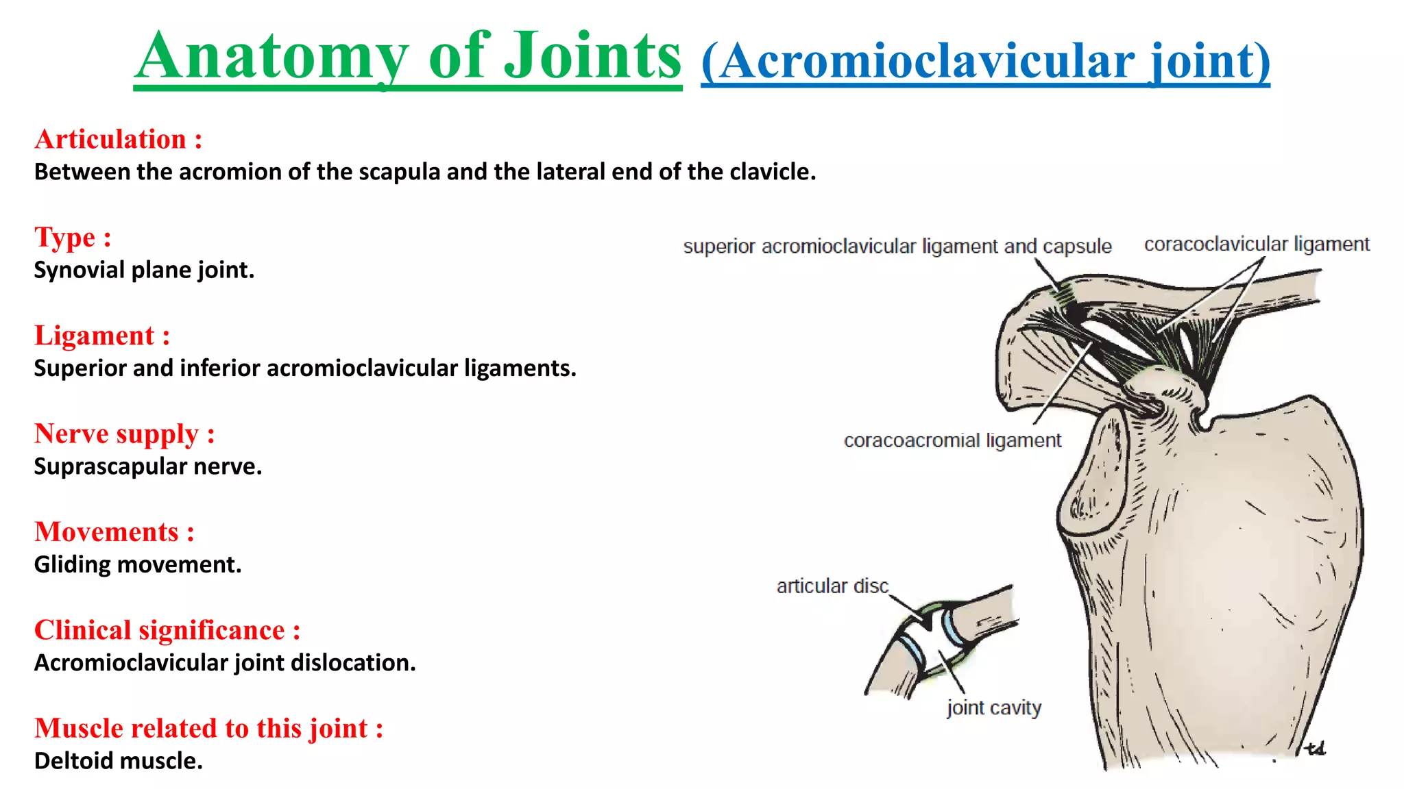 Anatomy (anatomy of bone, joint & muscles of upper limb) | PDF