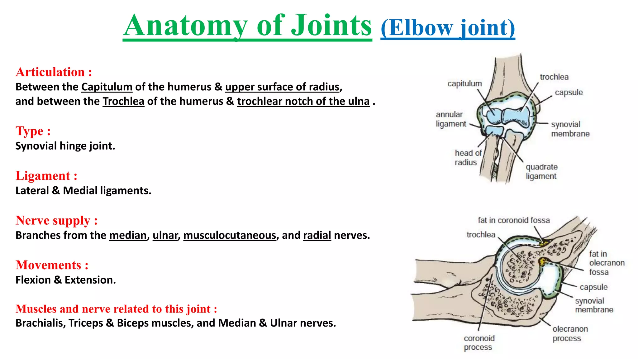 Anatomy (anatomy of bone, joint & muscles of upper limb) | PDF | Death ...