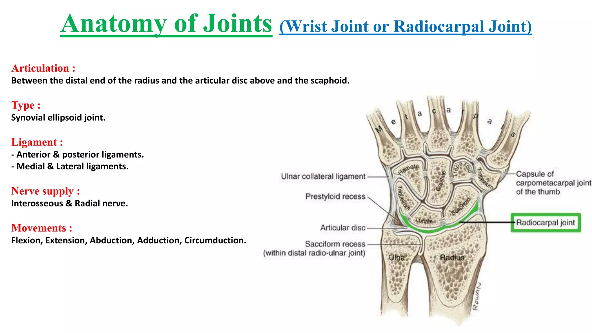 Anatomy (anatomy of bone, joint & muscles of upper limb) | PDF