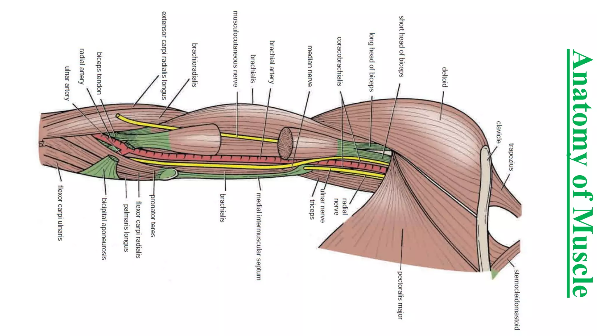 Anatomy (anatomy of bone, joint & muscles of upper limb) | PDF