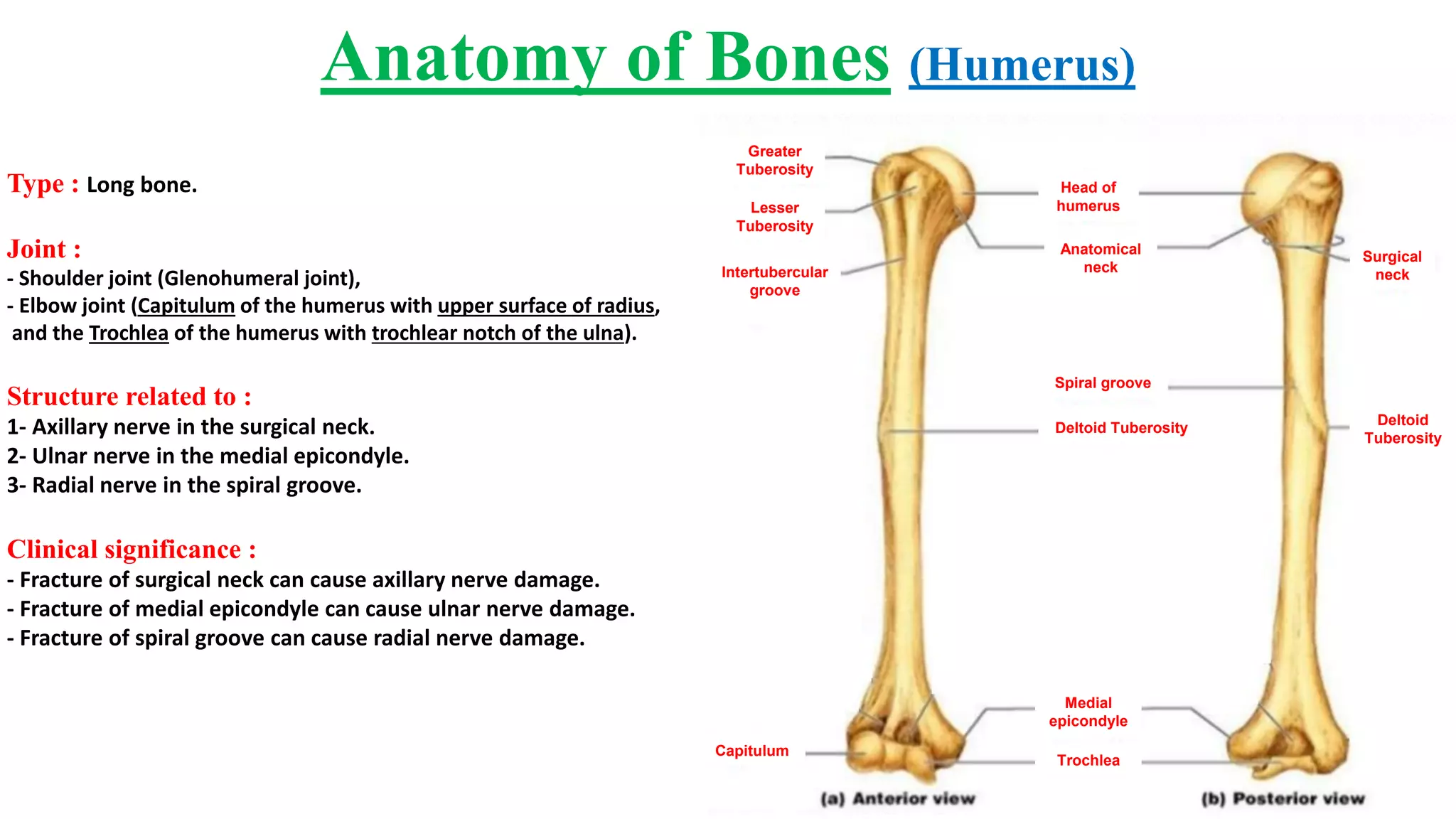 Anatomy (anatomy of bone, joint & muscles of upper limb) | PDF