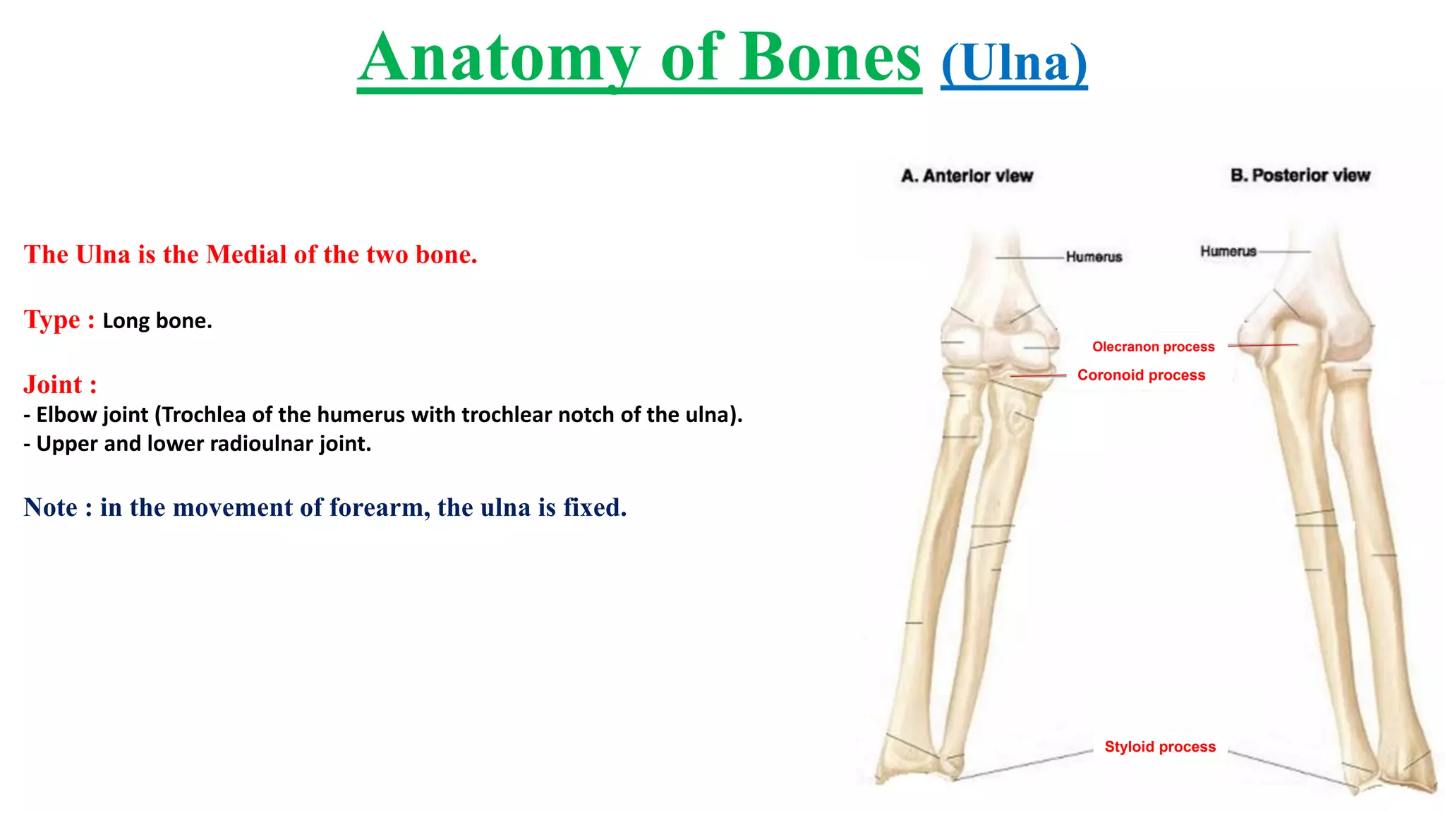 Anatomy (anatomy of bone, joint & muscles of upper limb) | PDF