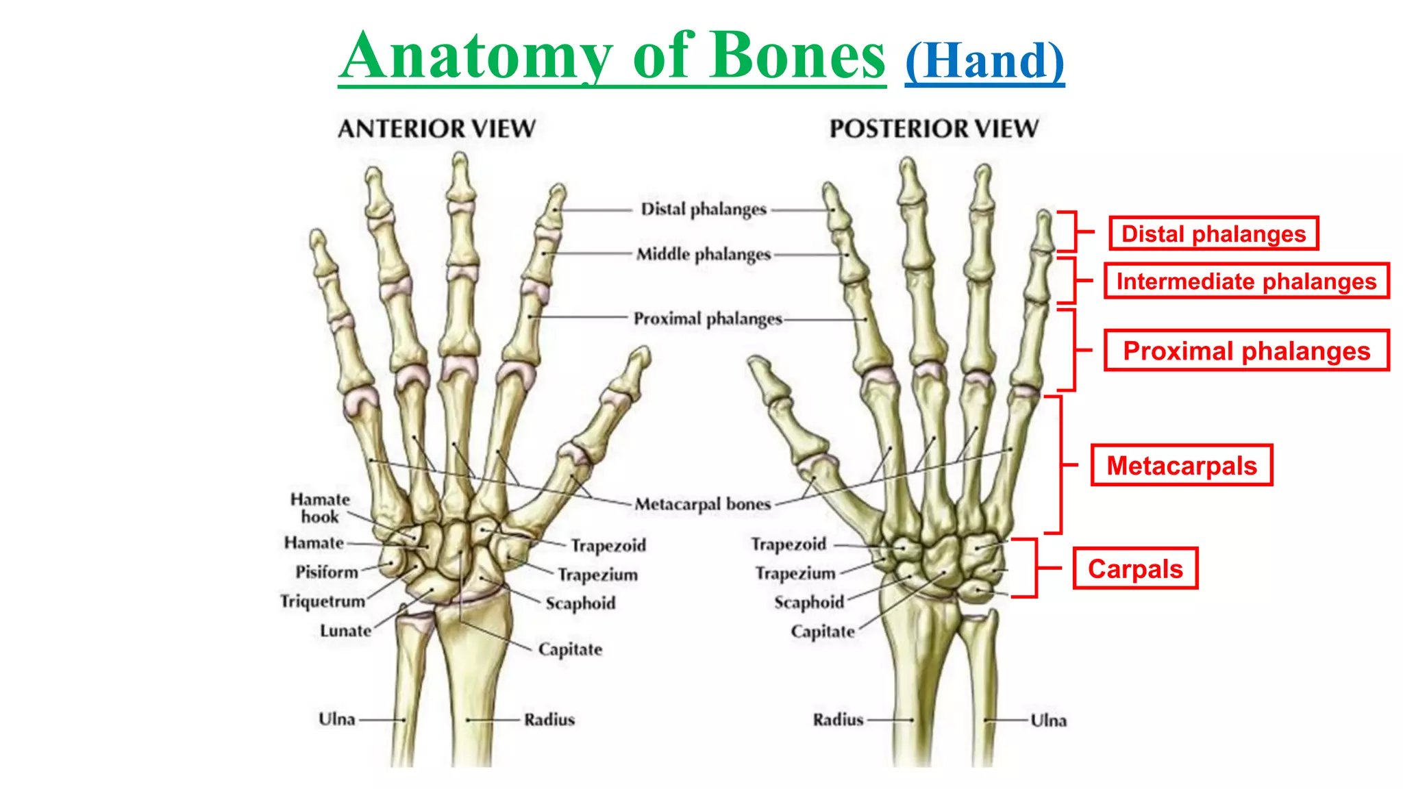 Anatomy (anatomy of bone, joint & muscles of upper limb) | PDF