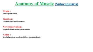 Anatomy (anatomy of bone, joint & muscles of upper limb) | PDF