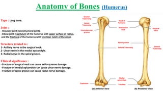 Anatomy (anatomy of bone, joint & muscles of upper limb) | PDF