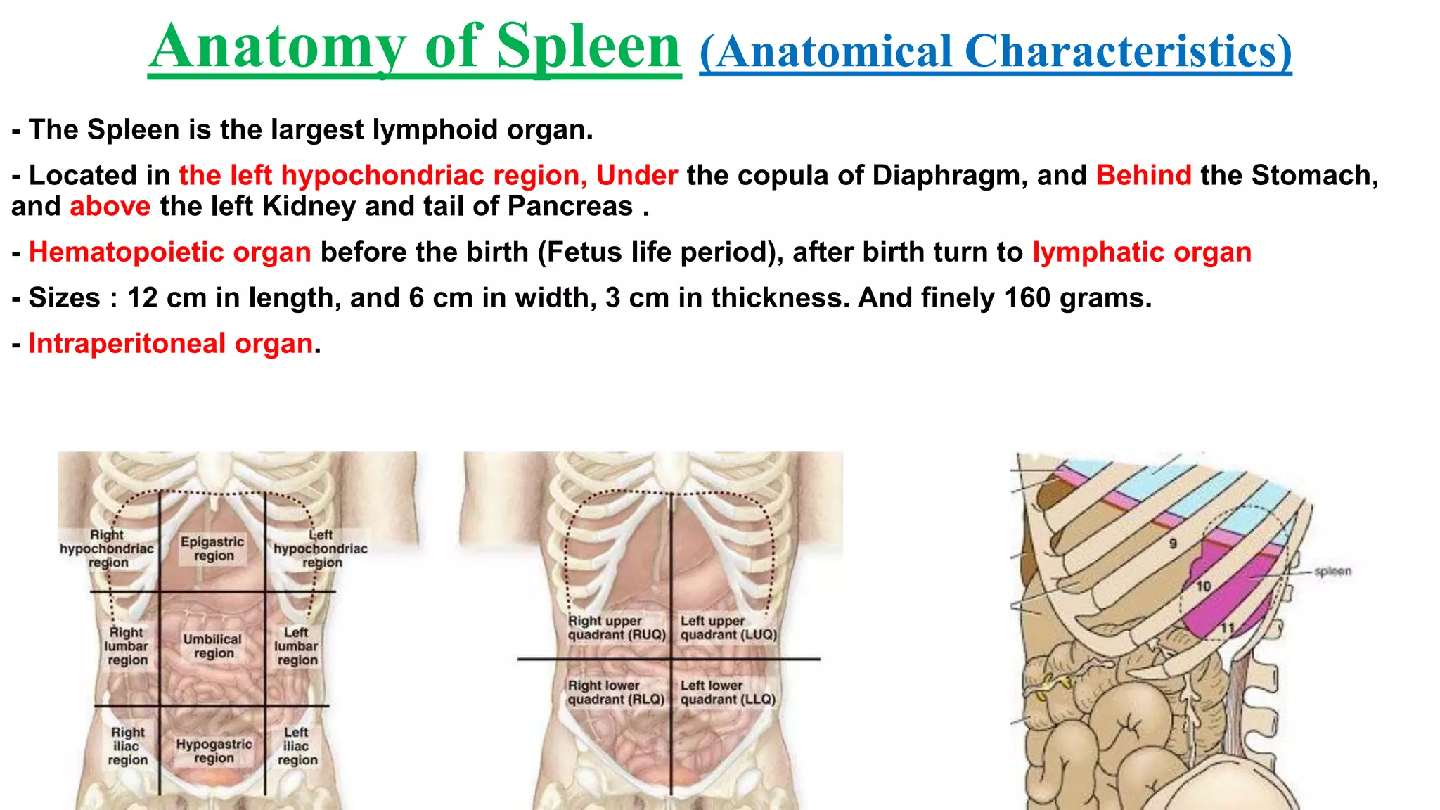 Anatomy (anatomy of immune system - spleen) | PDF