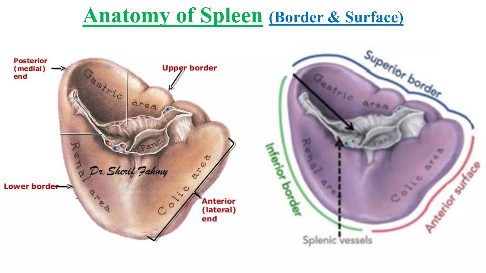 Anatomy (anatomy of immune system - spleen) | PDF