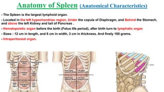 Anatomy (anatomy of immune system - spleen) | PDF