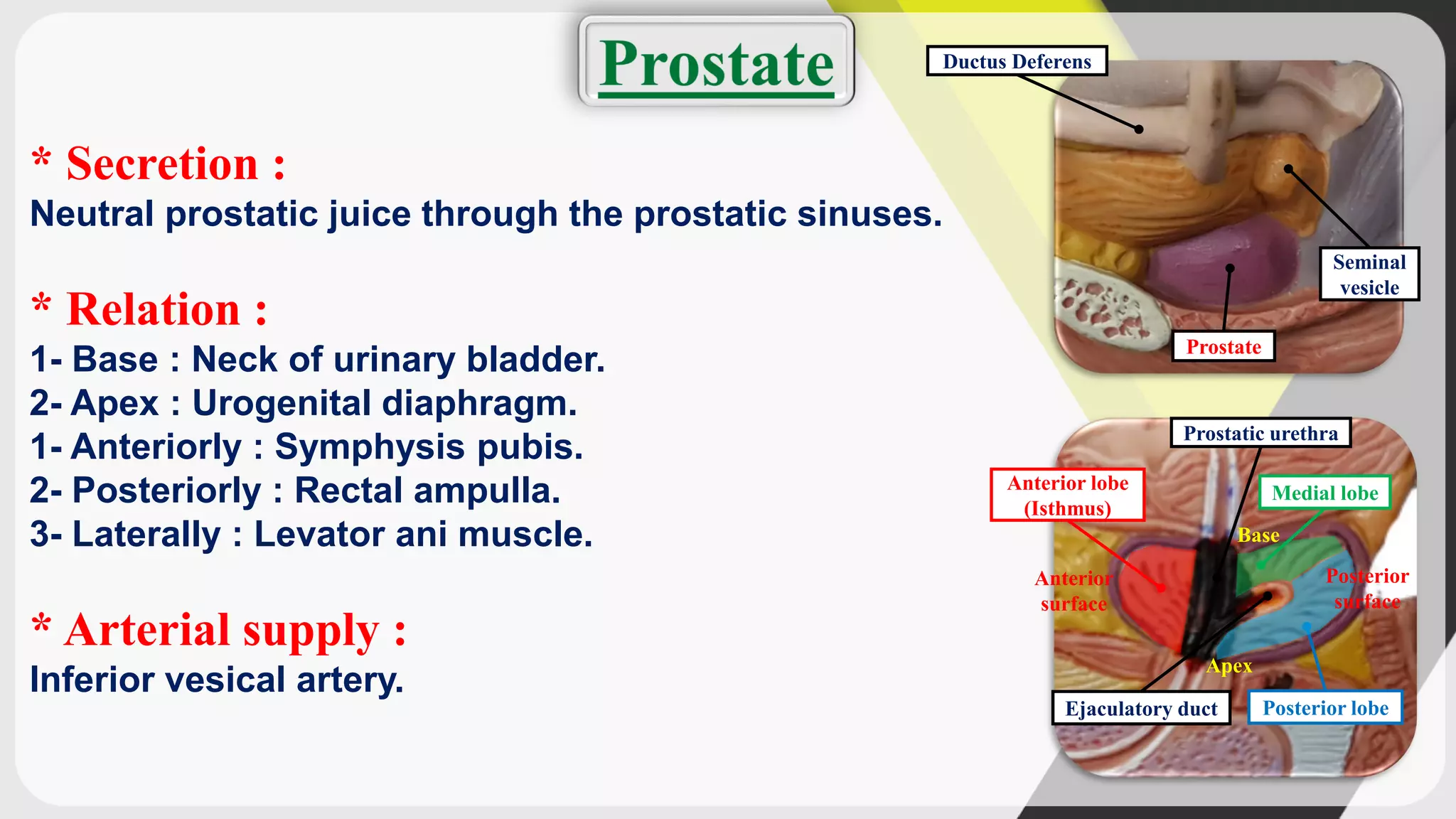 Anatomy (anatomy of male genital tract) | PDF