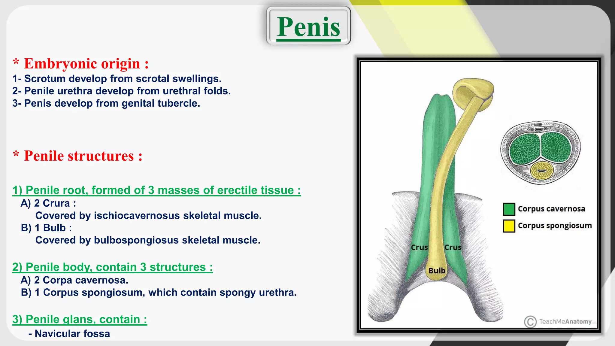 Anatomy (anatomy of male genital tract) | PDF