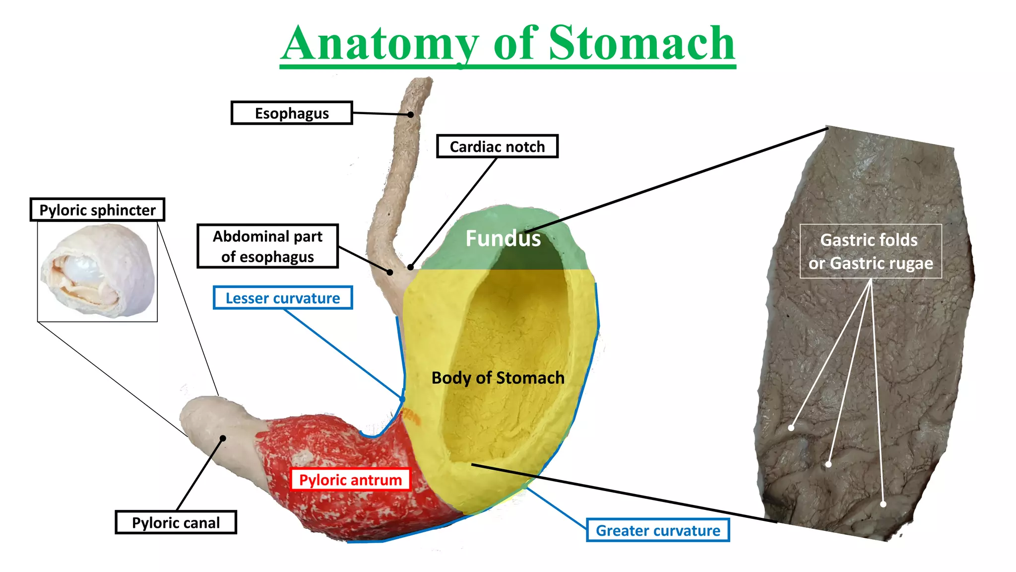 Anatomy (anatomy of mouth, pharynx, esophagus, stomach and duodenum) | PDF
