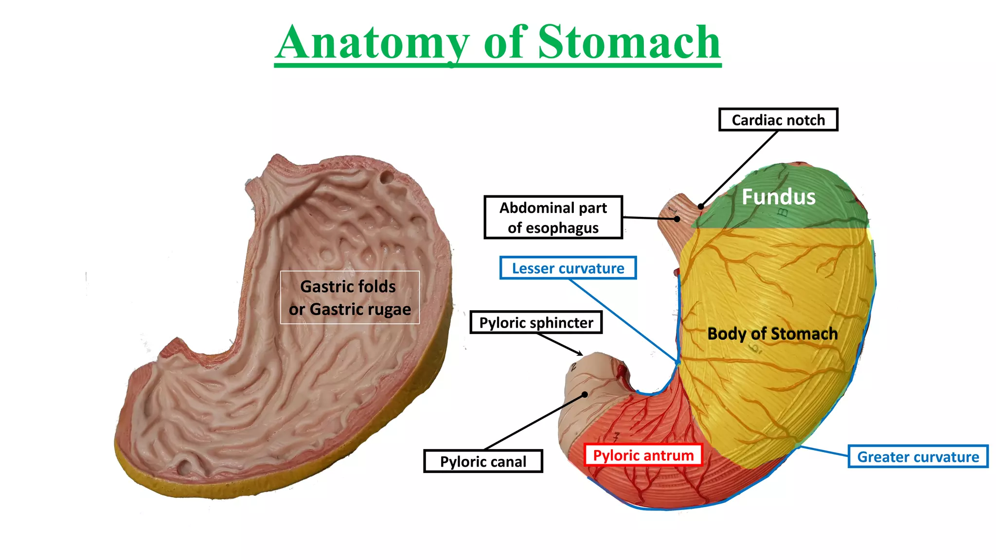 Anatomy (anatomy of mouth, pharynx, esophagus, stomach and duodenum) | PDF