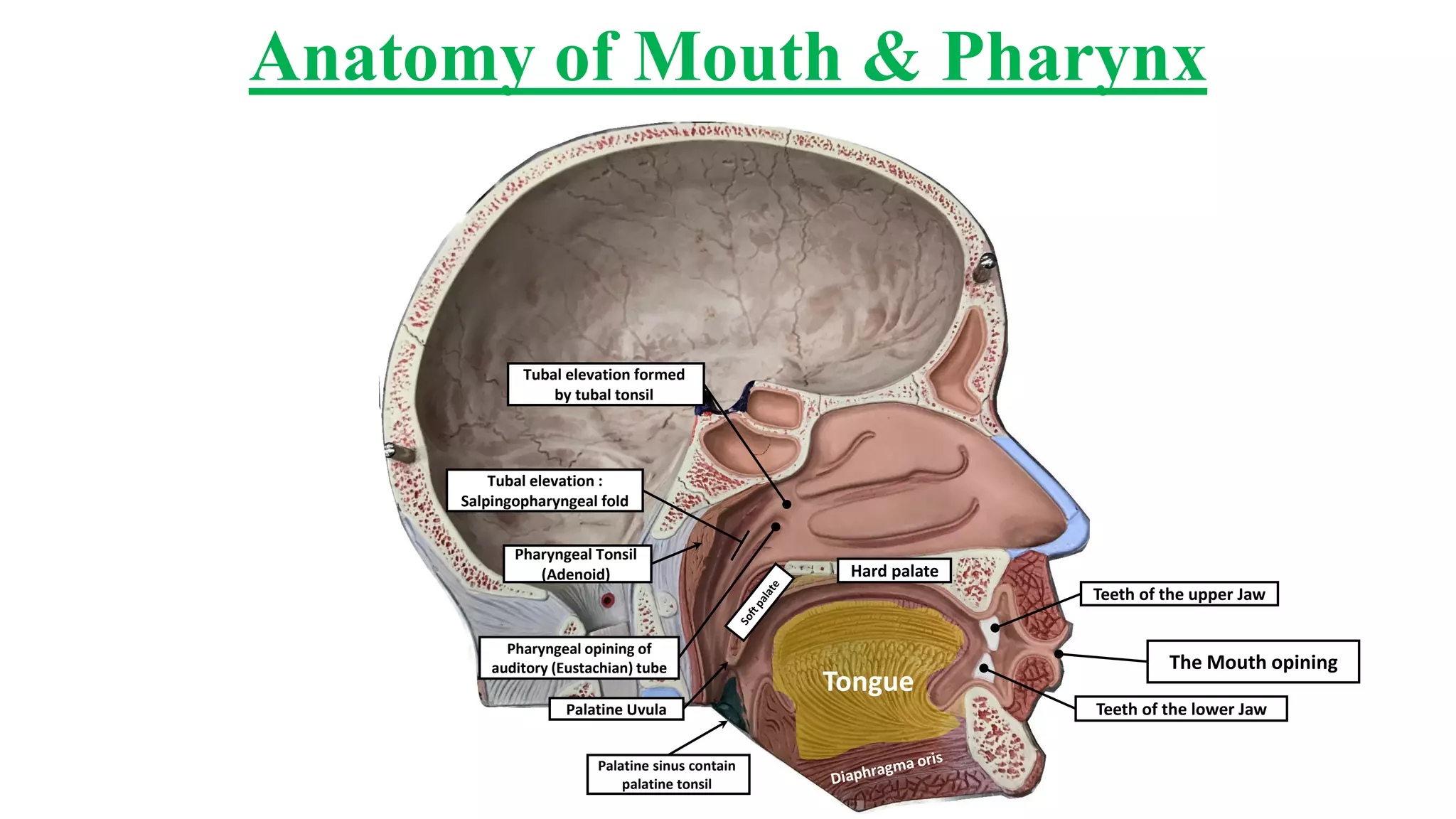 Anatomy (anatomy of mouth, pharynx, esophagus, stomach and duodenum) | PDF