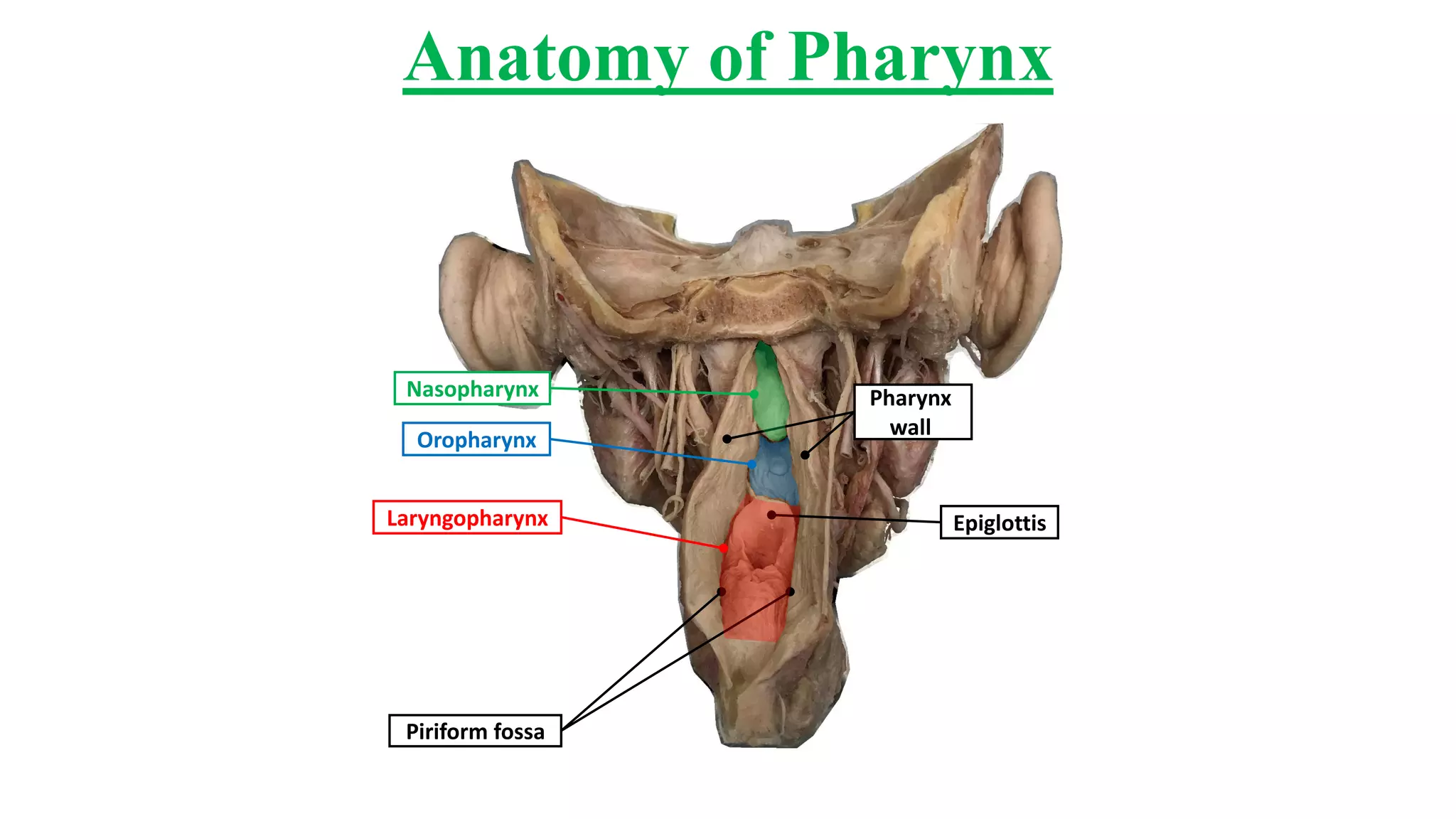 Anatomy (anatomy of mouth, pharynx, esophagus, stomach and duodenum) | PDF