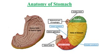 Anatomy (anatomy of mouth, pharynx, esophagus, stomach and duodenum) | PDF
