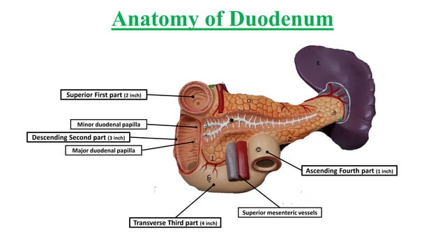Anatomy (anatomy of mouth, pharynx, esophagus, stomach and duodenum) | PPT