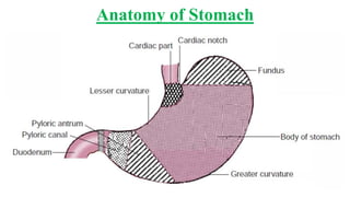 Cardiac Notch Stomach