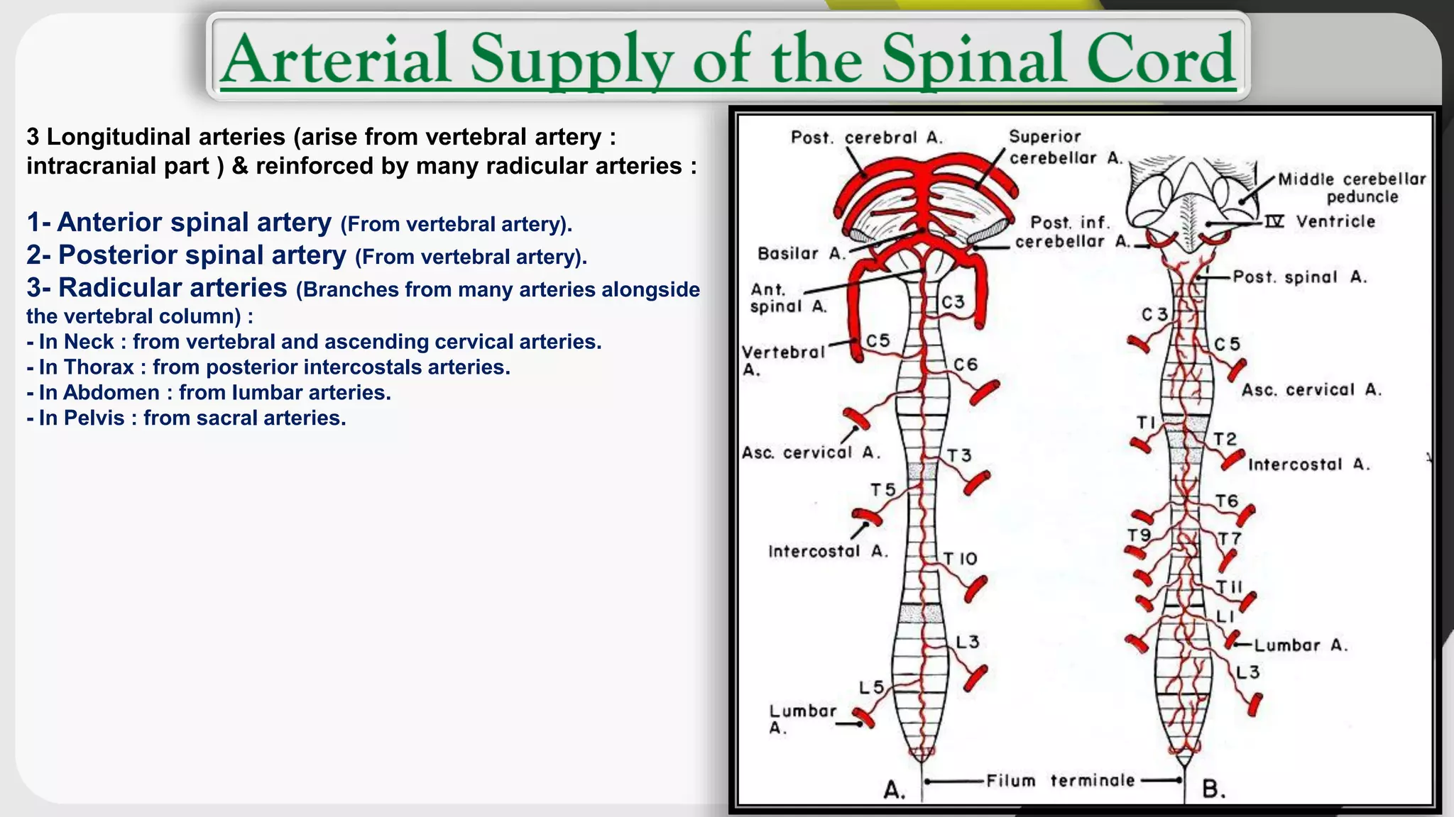 Anatomy (anatomy of spinal cord) | PDF