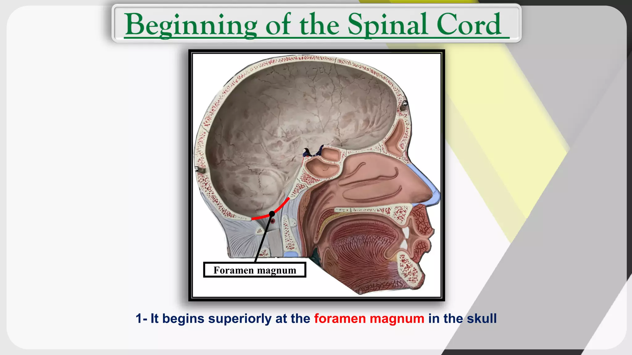 Anatomy (anatomy of spinal cord) | PDF