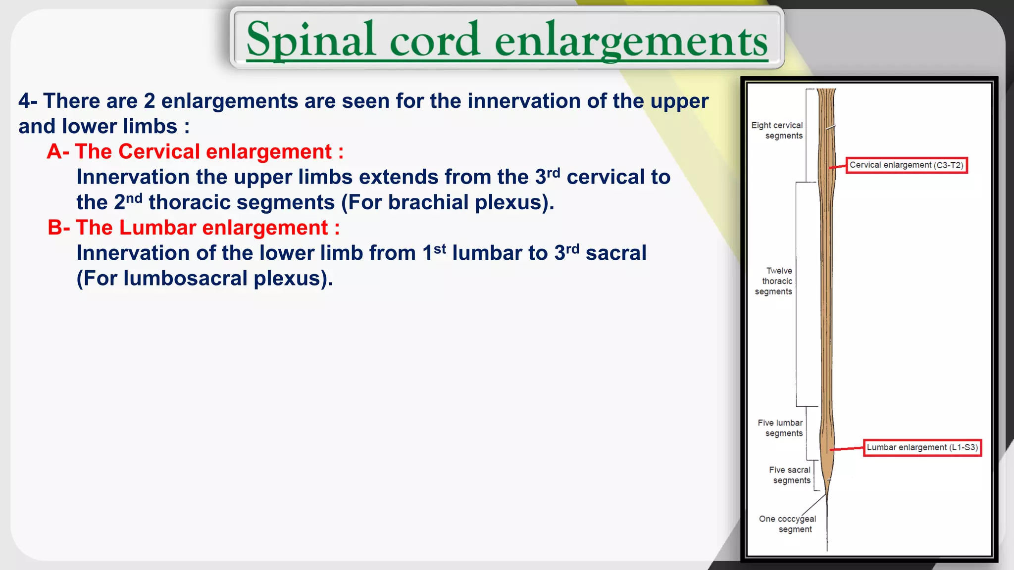 Anatomy (anatomy of spinal cord) | PDF