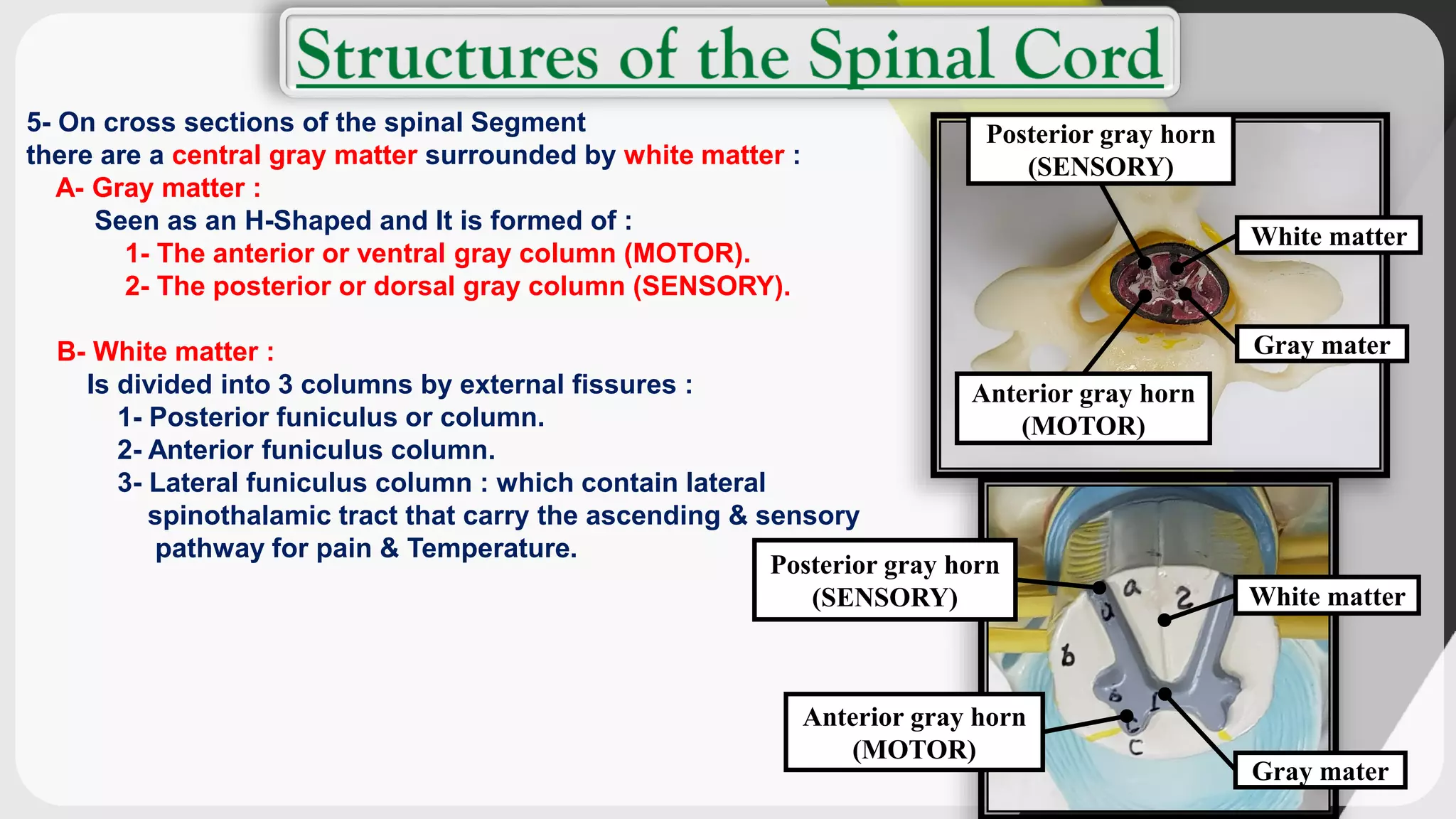 Anatomy (anatomy of spinal cord) | PDF