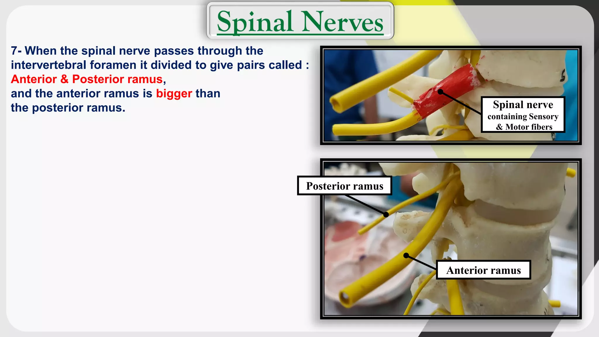 Anatomy (anatomy of spinal cord) | PDF
