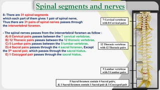 Anatomy (anatomy of spinal cord) | PDF