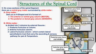 Anatomy (anatomy of spinal cord) | PDF