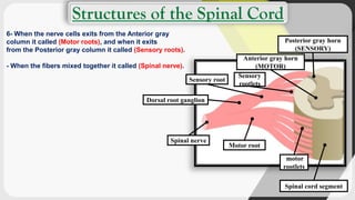 Anatomy (anatomy of spinal cord) | PDF