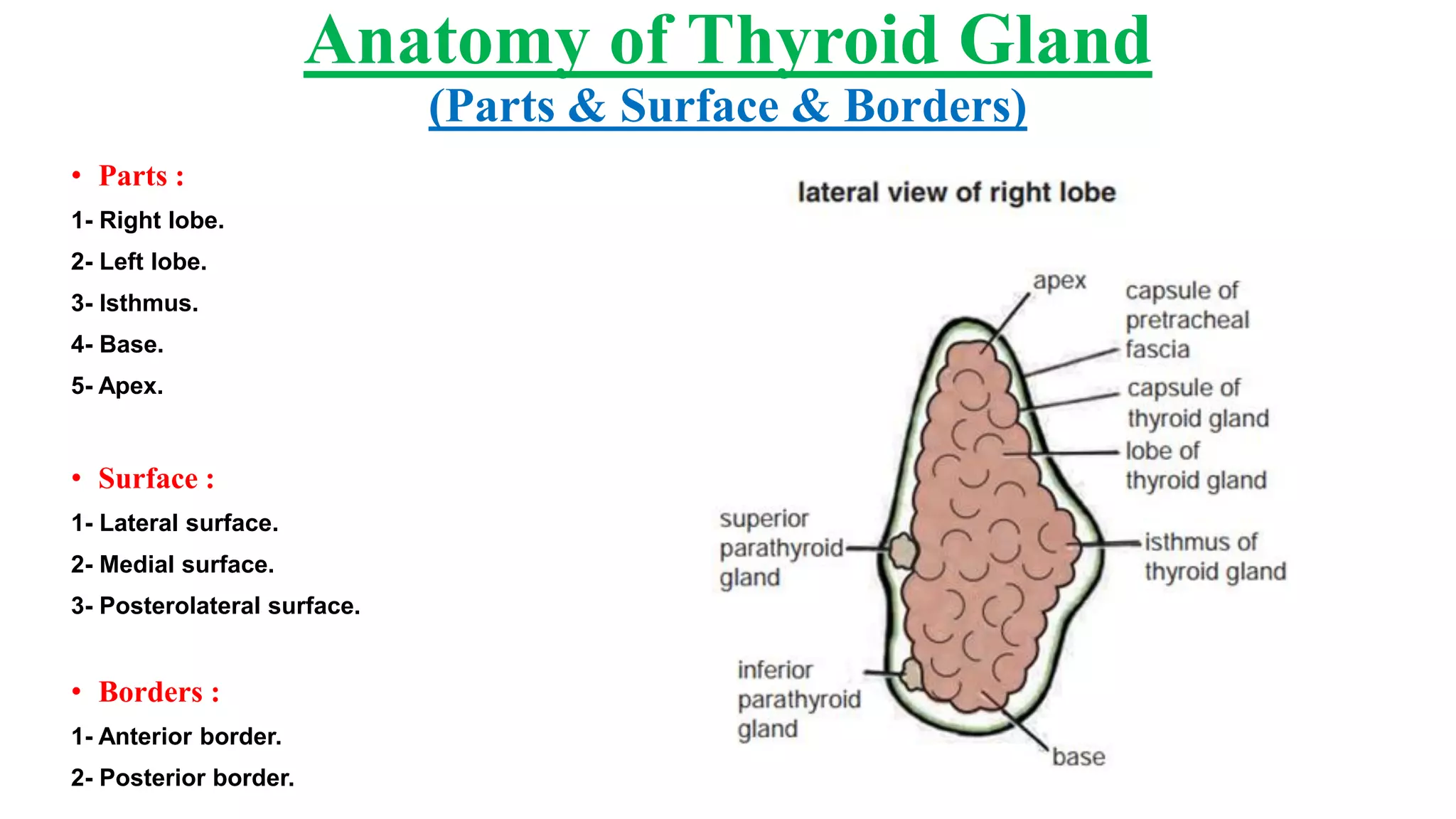 Anatomy (anatomy of thyroid gland) | PDF