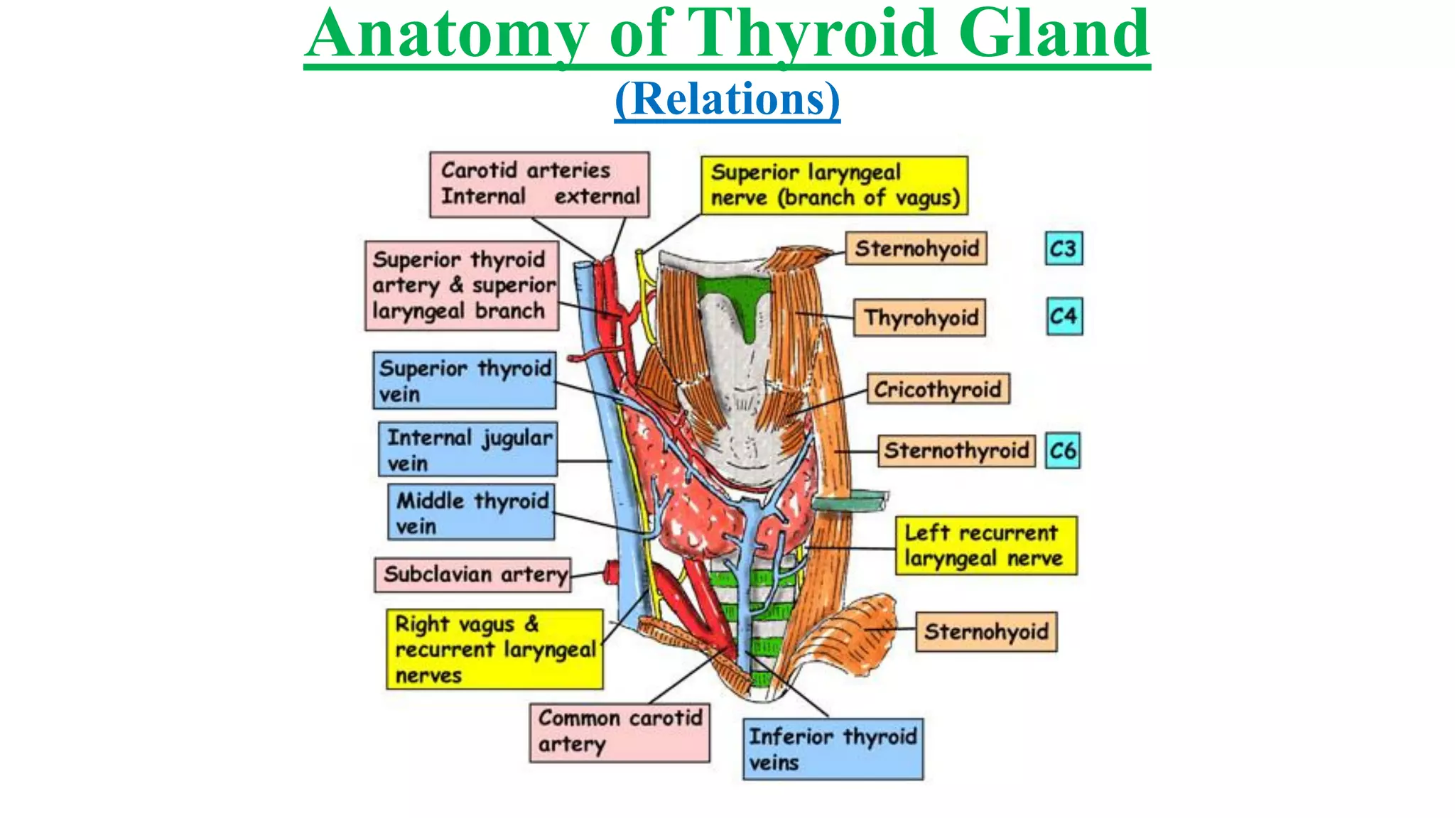 Anatomy (anatomy of thyroid gland) | PDF