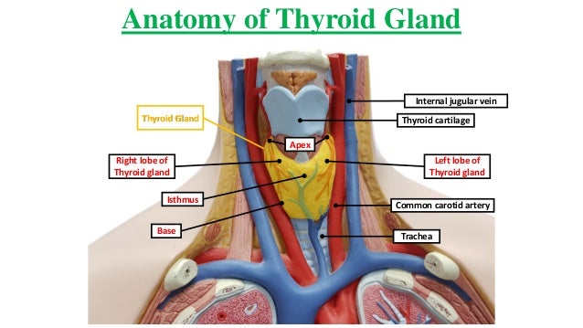 Anatomy (anatomy of thyroid gland)