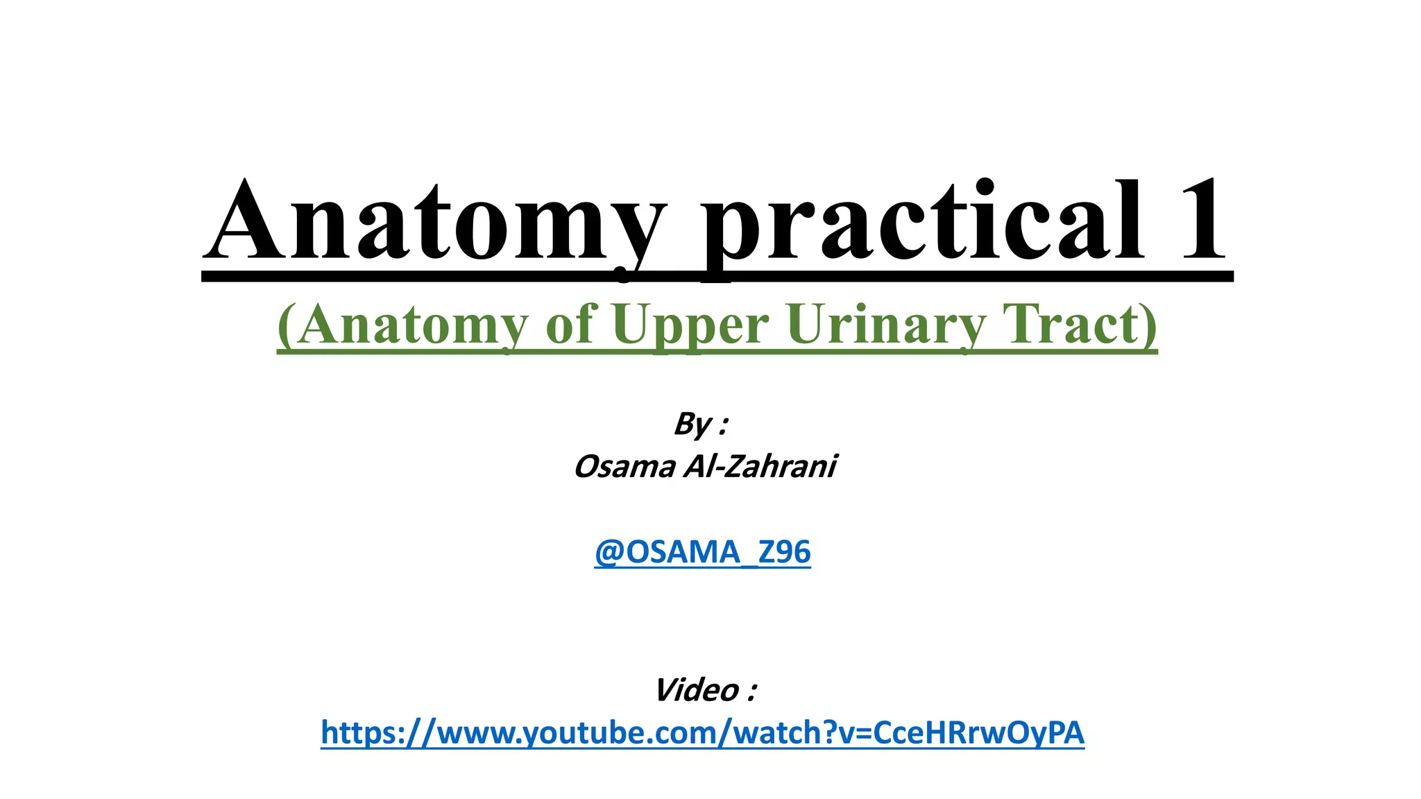 Anatomy (anatomy of upper urinary tract) | PDF