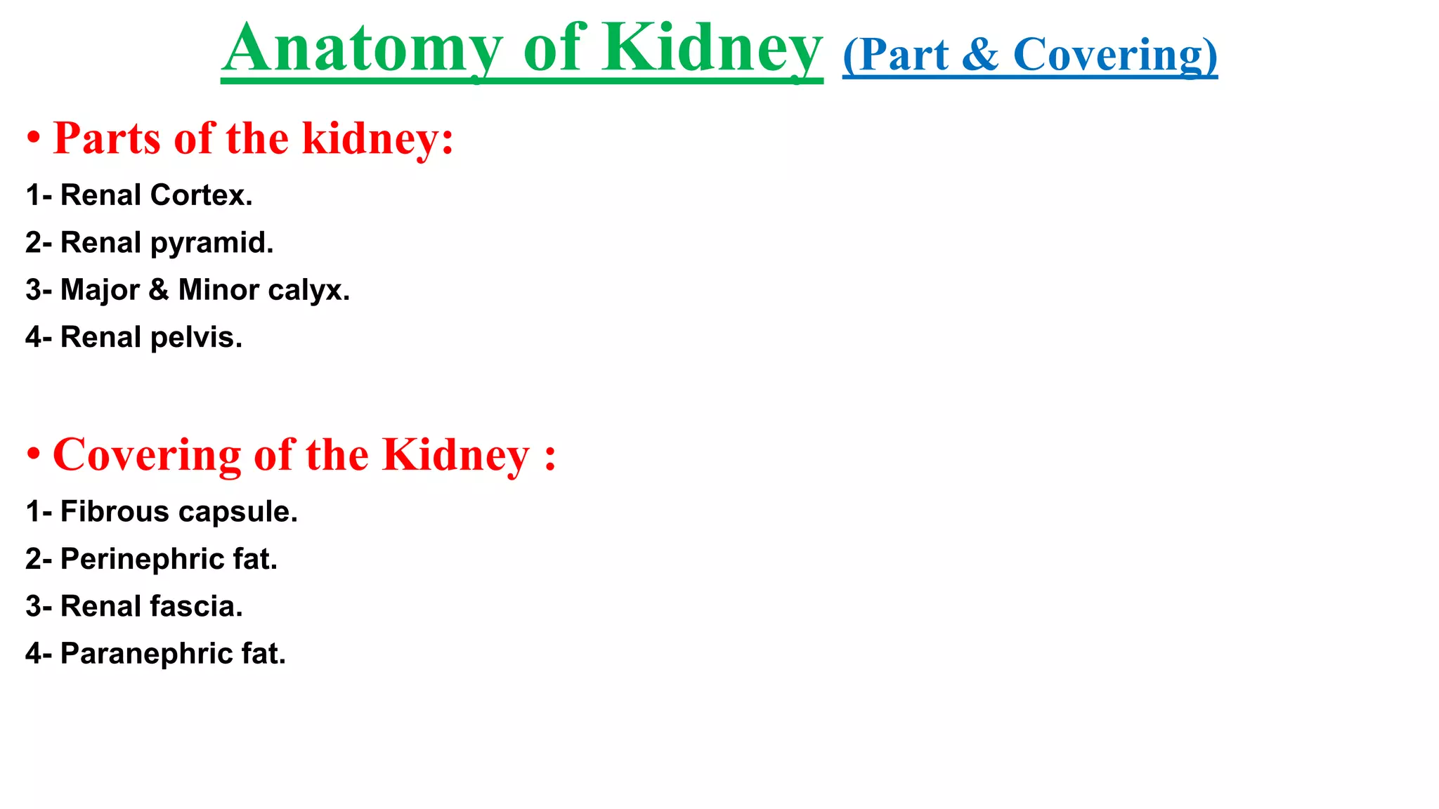 Anatomy (anatomy of upper urinary tract) | PDF | Science