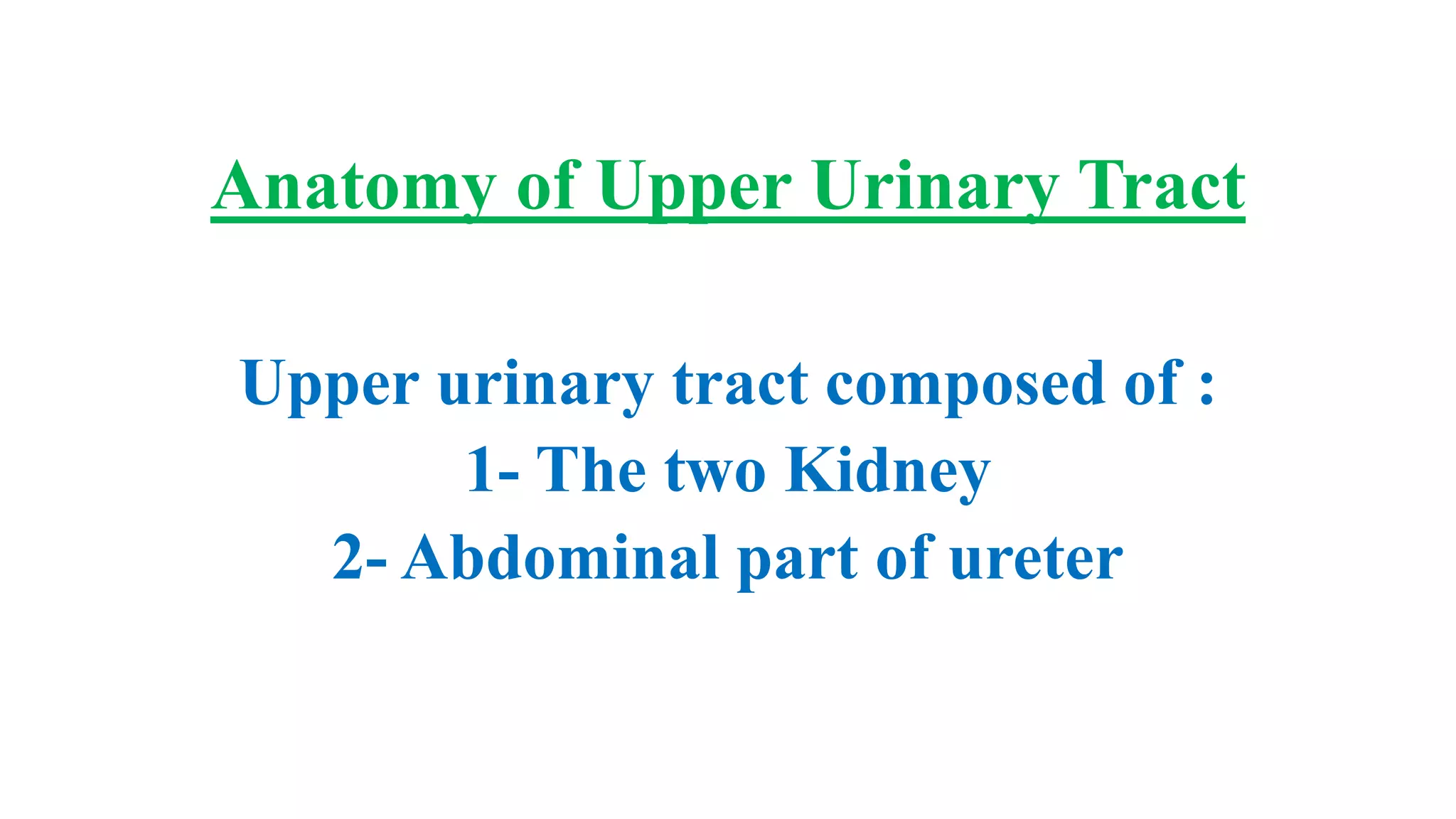 Anatomy (anatomy of upper urinary tract) | PDF | Science