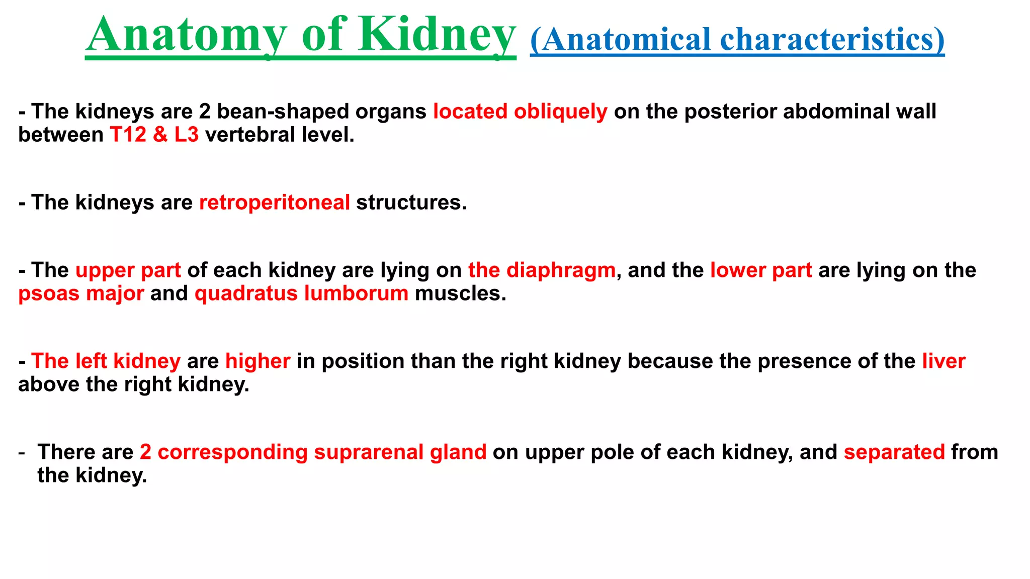 Anatomy (anatomy of upper urinary tract) | PDF