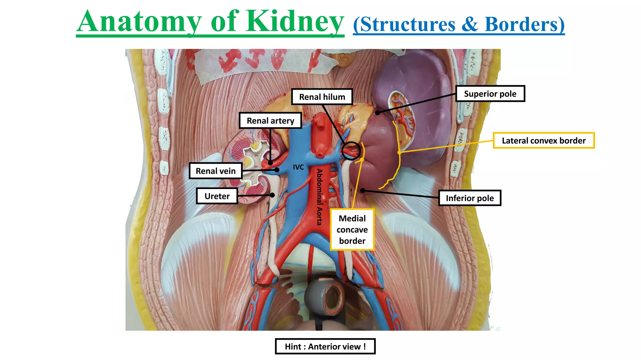 Anatomy (anatomy of upper urinary tract) | PDF