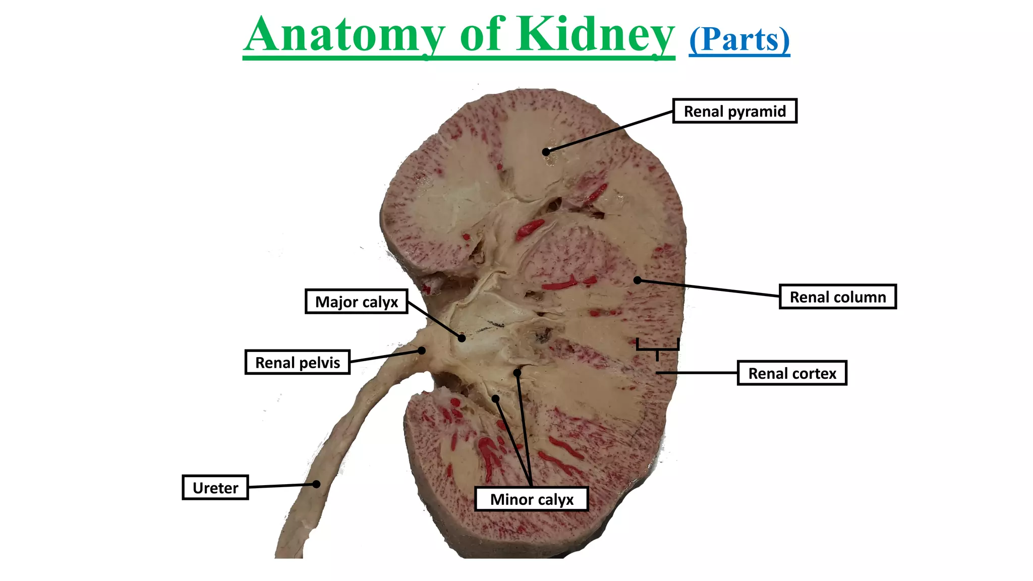 Anatomy (anatomy of upper urinary tract) | PDF