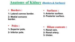 Anatomy (anatomy of upper urinary tract) | PDF