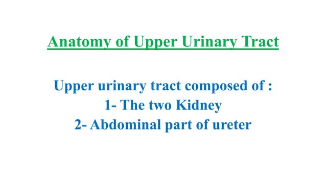 Anatomy (anatomy of upper urinary tract) | PDF | Science