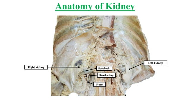 Anatomy (anatomy of upper urinary tract) | PDF | Science