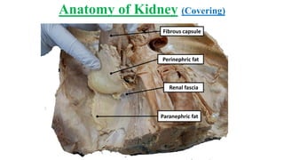 Anatomy (anatomy of upper urinary tract) | PDF