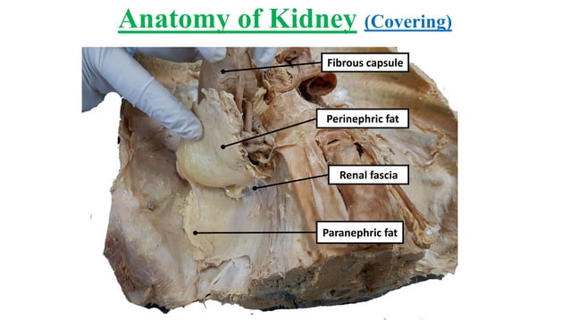 Anatomy (anatomy of upper urinary tract) | PDF | Science