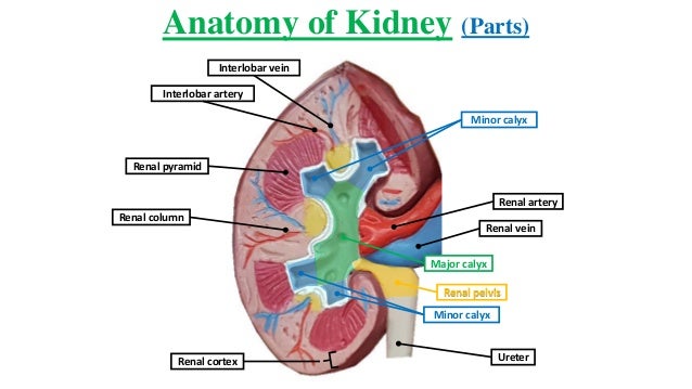 Calyx Plant Anatomy Britannica