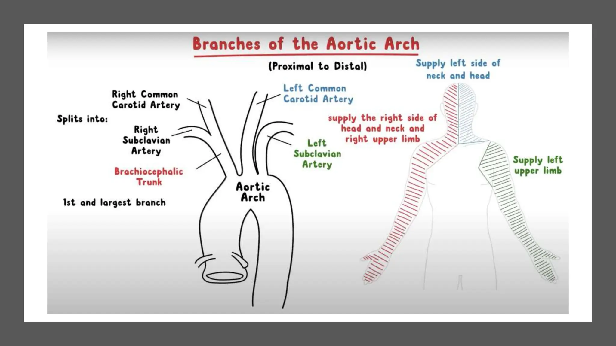 Anatomy and Anomalies of Aorta .pptx